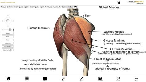 Anatomy Bobs Running Resources Gluteal Muscles Muscular System Just Run