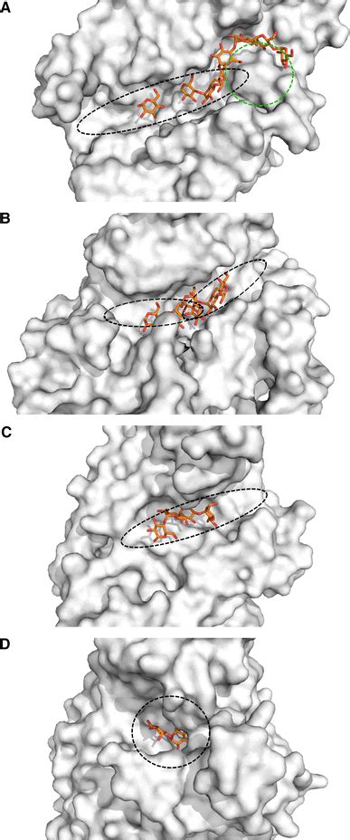 Active Site Architecture Of α Glucan Debranching Enzymes A Gh13 11 Download Scientific