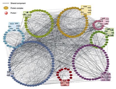 A Metagraph Of The Network Of Protein Complexes Discovered Through