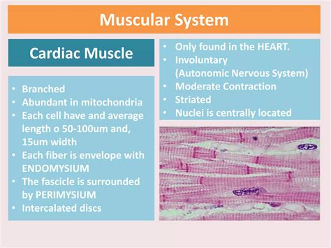 Muscular System The Cardiac Muscle Heart Pptx