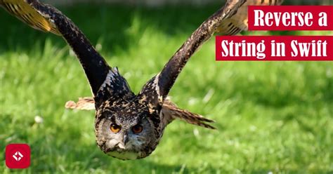 Reverse A String In Swift The Renegade Coder