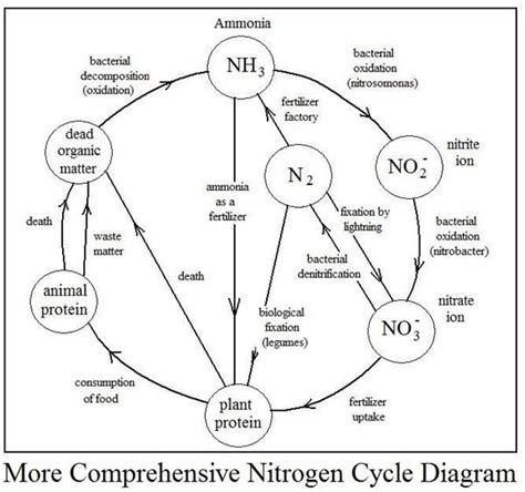 Easy Diagram Of Nitrogen Cycle Shows Conversions In The Simple Nitrogen