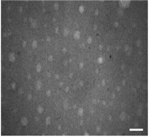 Generation And Characterization Of Hpv 16 And Hpv 18 Pseudovirions Two Download Scientific