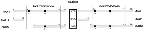 Truncation Derivatives Of The Mouse Rad51 And Dmc1 Proteins Used In
