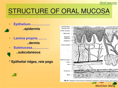Mucosa Alveolar