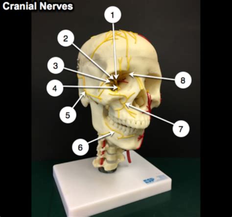 Unit Spinal Cord Nerves LAB Flashcards Quizlet