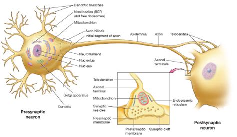 Neuron Labeled Telodendria
