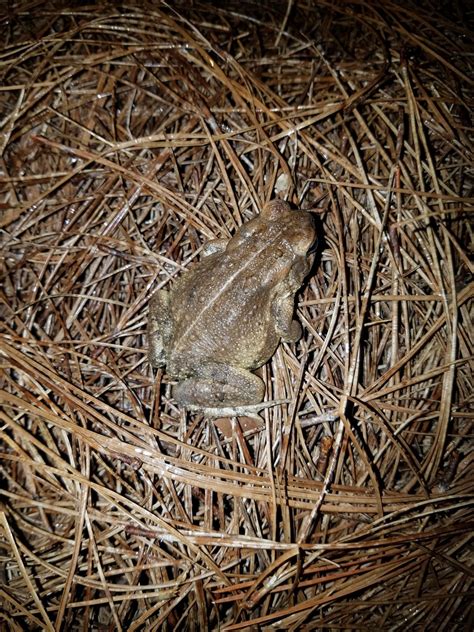 Fowlers Toad In February 2023 By Leila Dasher · Inaturalist