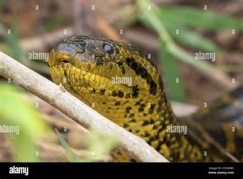 Yellow Anaconda Eunectes Notaeus Also Known As Paraguay Anaconda Or