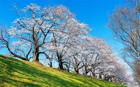 ฤดูใบไม้ผลิ ดอกไม้บาน ภาพวิว
