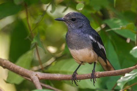 Oriental Magpie Robin Bubo Birding
