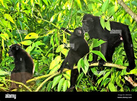 A Group Of Crested Macaques Macaca Nigra In Tangkoko Forest North Sulawesi Indonesia