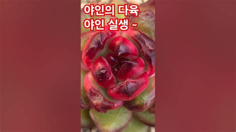 일요일 오늘도 화이팅 입니다 ~ 이찬원 파종이 실생 다육 다유기 다육이 다육식물 반려식물 다육판매 다육이판매 다육이키우기 다육인스타그램 매혹이 청주