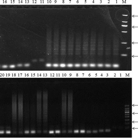 Principles Of Signal Cascade Amplification Based On Aptamer Recognition