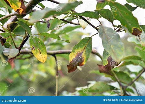 Leaf Disorder Symptom Plant Disease Stock Image Image Of Injury