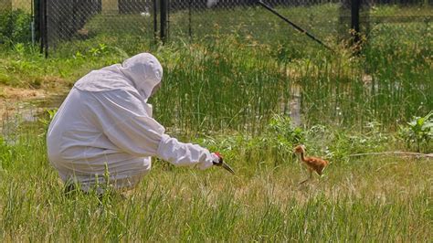 How Humans In Costumes Teach Whooping Cranes To Be Cranes Cbcca