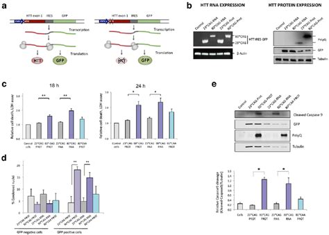 Cag Expanded Exon 1 Of Human Htt Is Toxic At The Rna Level A Download Scientific Diagram