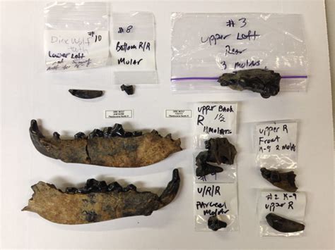 Dire Wolf Jaw And Teeth Wow 23 Teeth All From Same Animal Very Rare