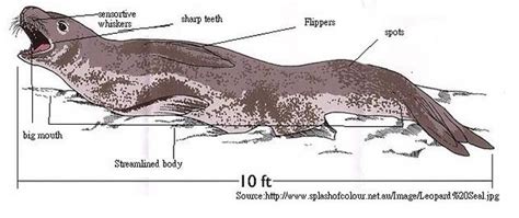 Morphology Badass At Kicking Ass Leopard Seal