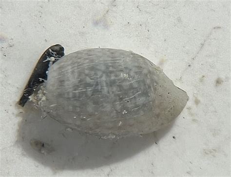 Haminoea Antillarum Wikipedia