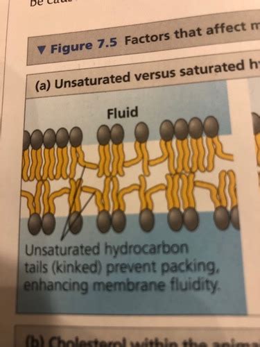 Cell Membrane Flashcards Quizlet