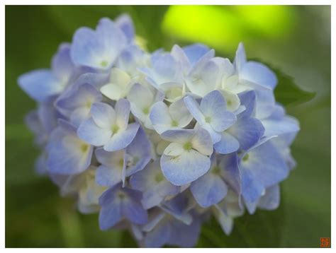 Hydrangea 070602 01 あじさい天王川 E 300 Zd 50mm Macro Osanpo Flickr