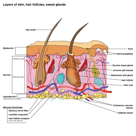 [figure Cross Section Layers Of The ] Statpearls Ncbi Bookshelf