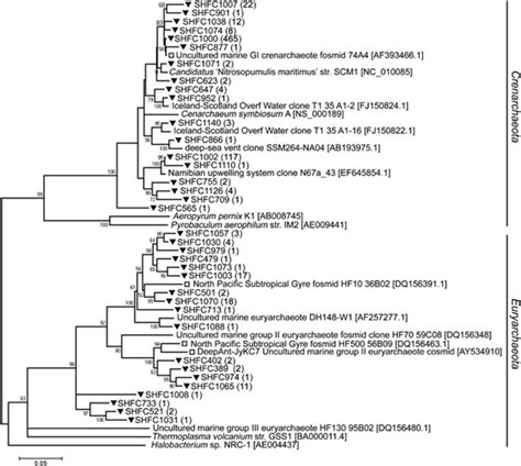 Inferred Neighbor Joining Tree For Antarctic Winter Ssu Rrna Gene Download Scientific Diagram