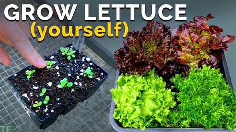 growing lettuce from seed to harvest 🌱 youtube