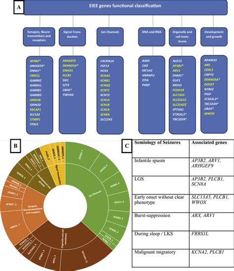A Eiee Genes Functional Classification Scheme Genes Annotated With Download Scientific