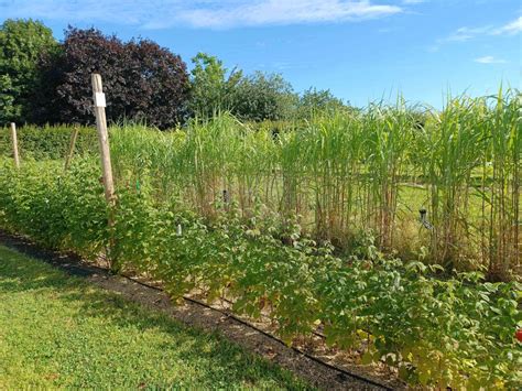 Proefcentrum Pamel Duikt De Zomer In Ccbt