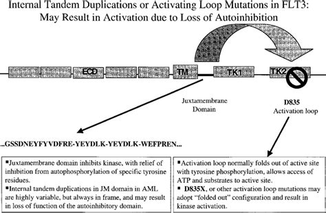 Two Types Of Activating Mutations In FLT Are Associated With AML The Download Scientific