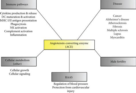 Physiological Functions Of Angiotensin Converting Enzyme Ace A