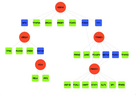 The Regulatory Interaction Network Of Gene Transcription Factors Was