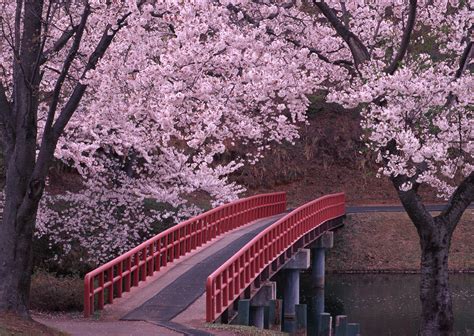 17 Facts You Probably Didnt Know About Sakura Tsunagu Japan