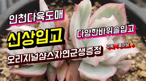 인천다육 신상다육과바위솔 써비스증정 인천다육도매다육화분세일샴스자연군생아이핀루즈부엉이연화적바위솔거미줄피핀블랙탑국화바위솔바위솔금괴마옥방울봉랑금
