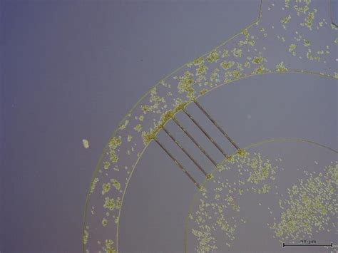 Top View Of A Pdms Cell Filter Fabricated With Soft Lithography Download Scientific Diagram