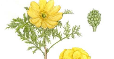 [이소영의 도시식물 탐색] 복수초에 관한 의외의 사실들