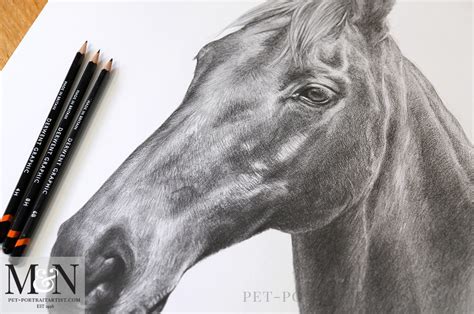 Realistic Pencil Drawings Of Horses Horse Pet Portraits Montage