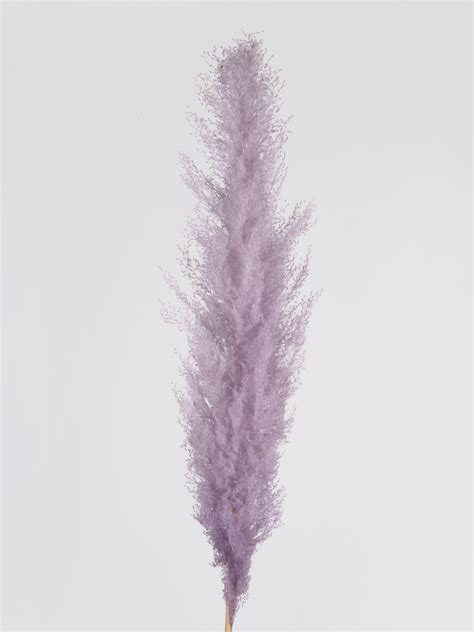 Кортадерія фіолетова 135 см купити за ціною 299 грн • Dfb Elements Україна