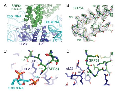 Srp Ribosome Interactions Near The Exit Tunnel A Overview Of The Download Scientific Diagram