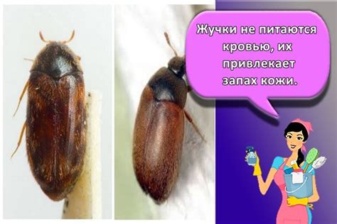 Кожееды в квартире: как избавиться от жуков, 18 лучших средств и методов