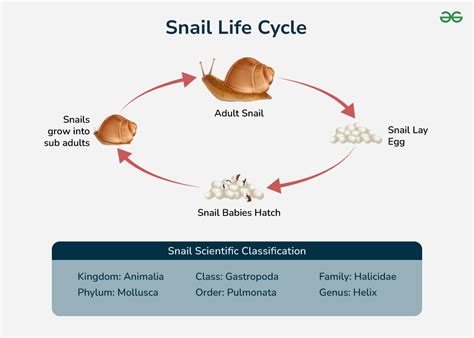 Snail Life Cycle Geeksforgeeks Snail Life Cycle Geeksforgeeks