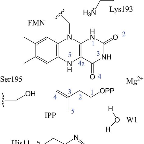 Conversion Of Hmbpp Into Ipp And Dmapp By Isph Download Scientific Diagram