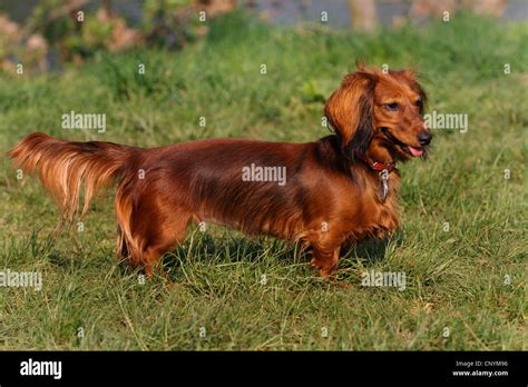 Long Haired Mini Dachshund Red