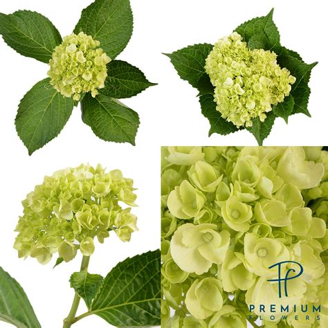 Mini Green Premium Flowers