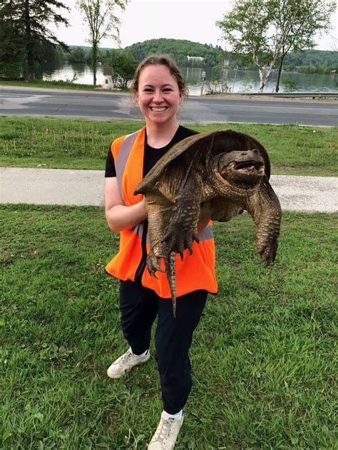 125 Year Old Turtle Missing From Rural Ontario Wetlands Cbc News