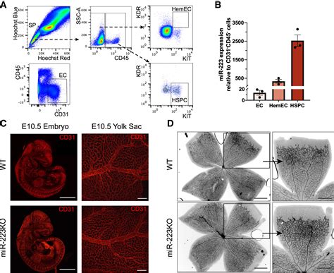 Microrna 223 Limits Murine Hemogenic Endothelial Cell Specification And
