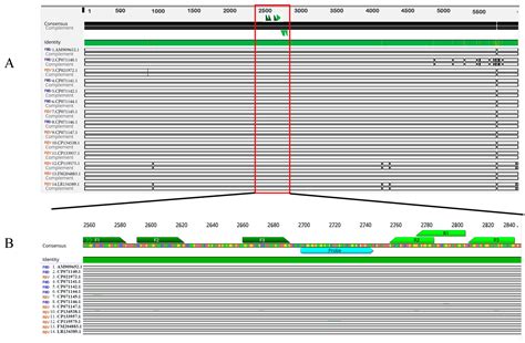 Development Of A Real Time Recombinase Aided Amplification Method For