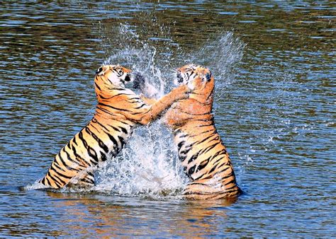Bengal Tigers Naturlige Habitat Bengal Tiger Facts Diet Habitat